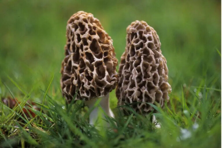 45 Reliable Places To Find Morels In Missouri In 2025