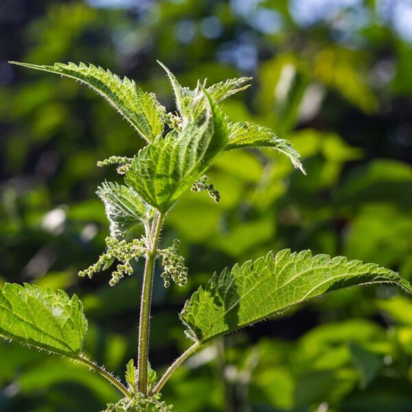 10 Easy-to-Identify Wild Greens for First-Time Foragers