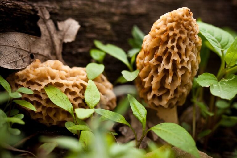 43 Top Places To Find Morel Mushrooms In Pennsylvania In 2025