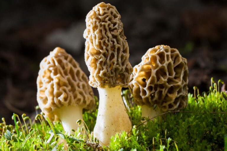 25 Great Places To Find Morel Mushrooms In Texas In 2025