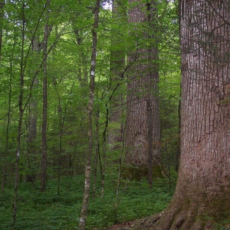 43 Top Notch Spots To Find Morels In Minnesota In 2025