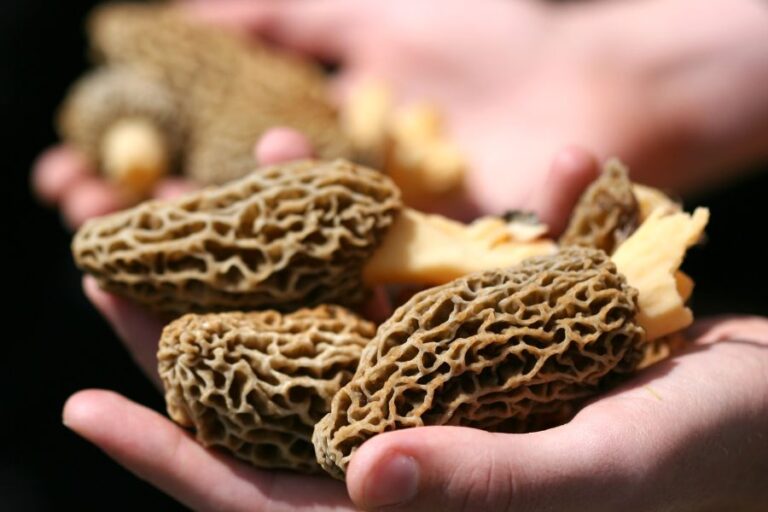 36 Superb Spots To Find Morel Mushrooms In Virginia In 2026