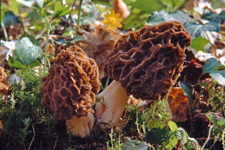 40 Best Spots To Find Morel Mushrooms In Washington For 2025