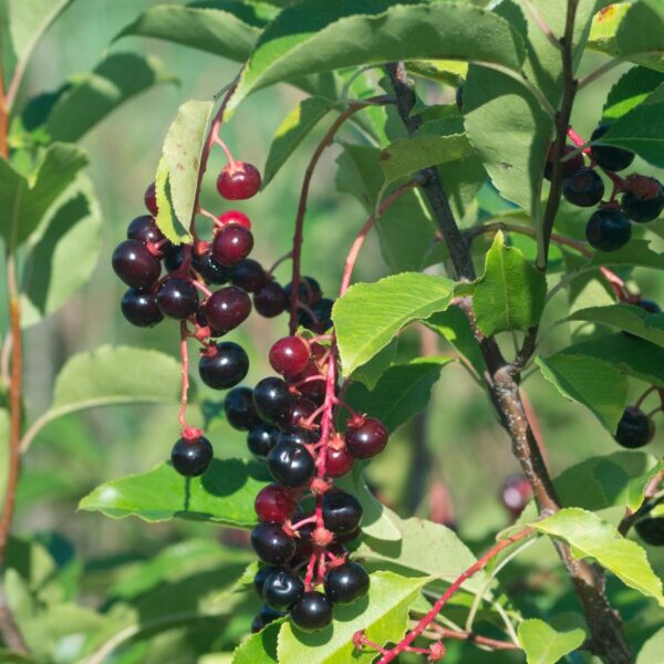10 Easy-to-Identify Wild Fruits for First-Time Foragers