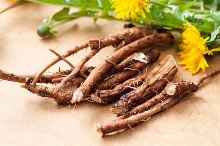 10 Easy-to-Identify Wild Roots and Tubers for Beginners