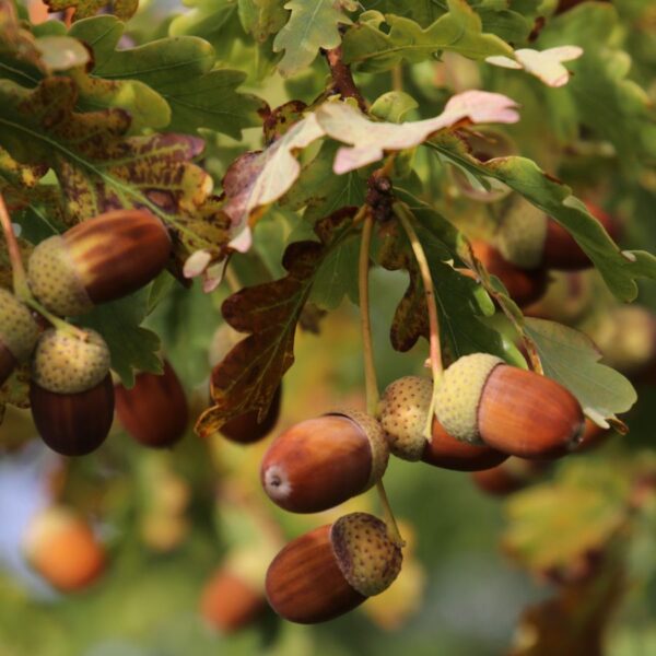 10 Easy-to-Identify Wild Nuts, Seeds, and Berries