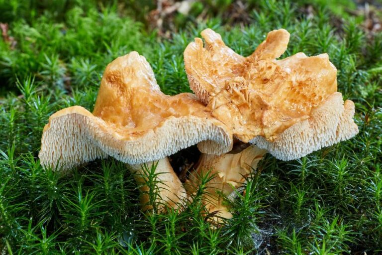 10 Easy-to-Identify Wild Mushrooms for First-Time Foragers