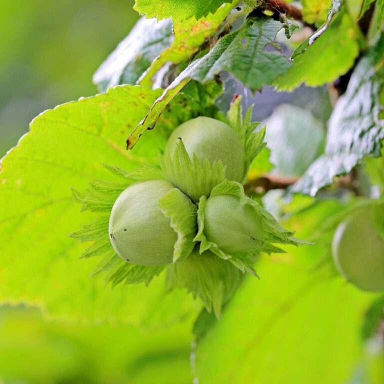 Foraging for Survival: What to Eat in a Wilderness Emergency