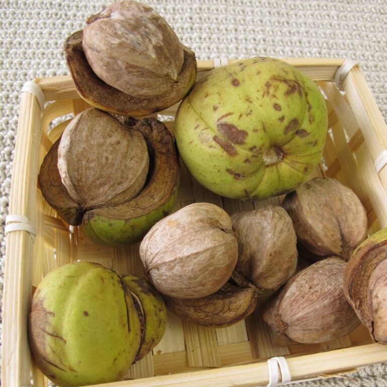 10 Easy-to-Identify Wild Nuts, Seeds, and Berries