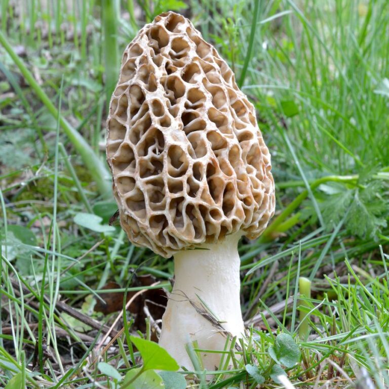 10 Easy-to-Identify Wild Mushrooms for First-Time Foragers