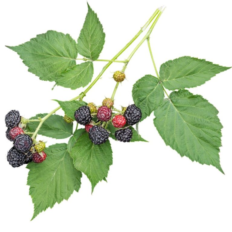 39 Must-Try Edible Plants You Can Forage in Minnesota