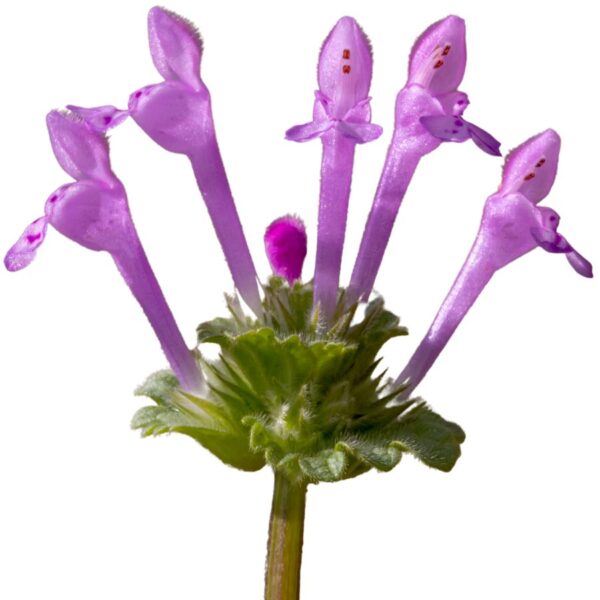 49 Wonderful Edible Plants You Can Forage in North Carolina in 2025