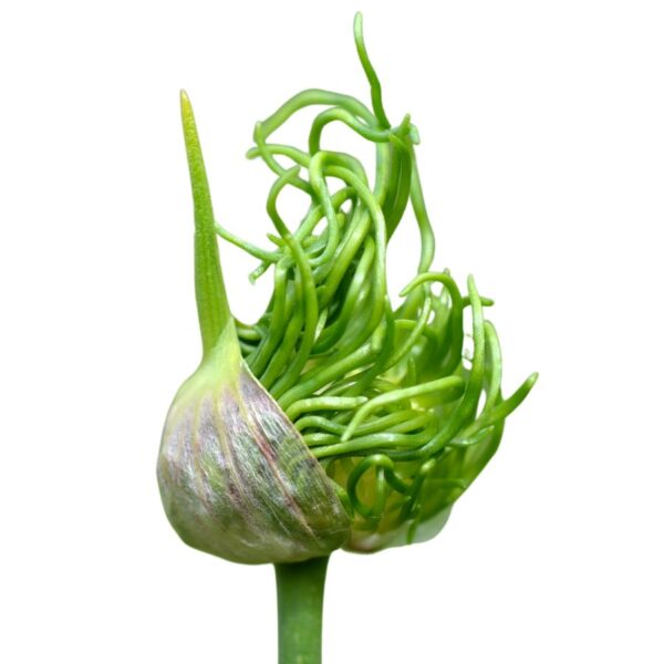 39 Wild Edible Plants You Can Forage in Oregon