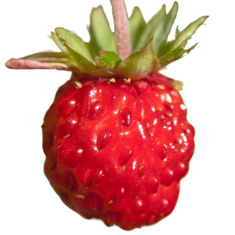 57 Awesome Edible Plants You Can Forage in Michigan in 2025