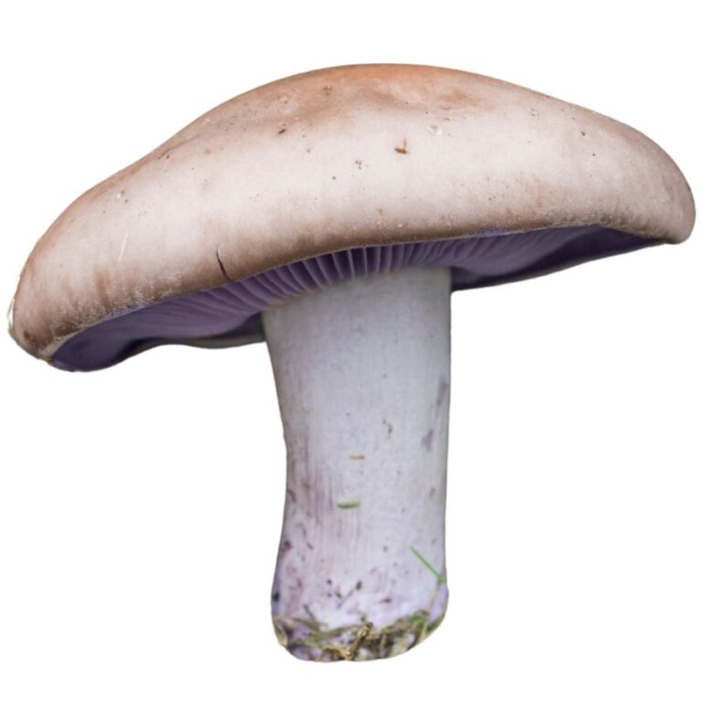 33 Edible Mushrooms You Can Forage in Pennsylvania in 2026