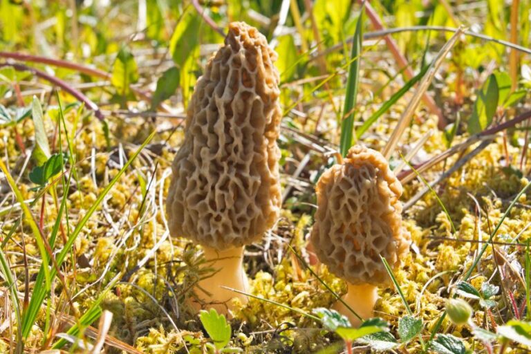 35 Great Places To Find Morel Mushrooms In Idaho In 2025