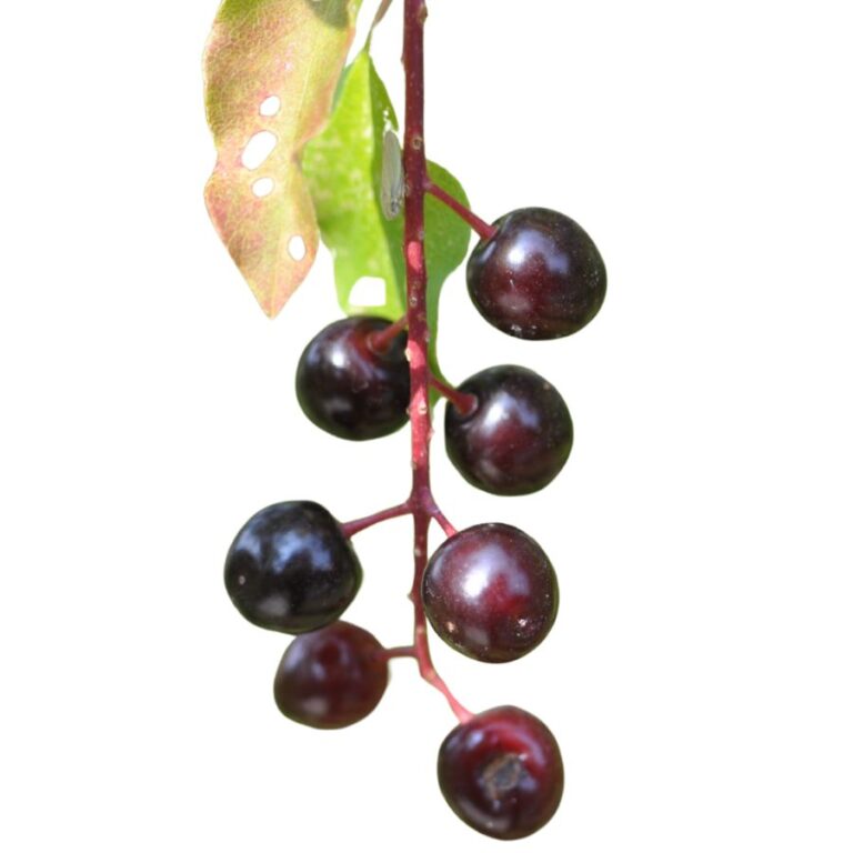 44 Amazing Edible Plants You Can Forage in Colorado in 2026