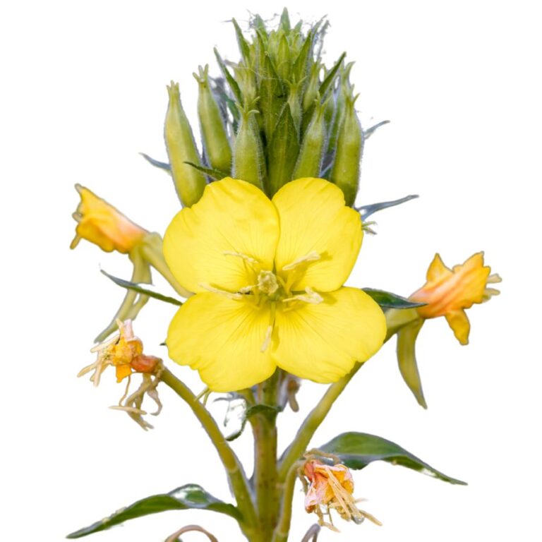 45 Must-Try Edible Plants You Can Forage in Wyoming
