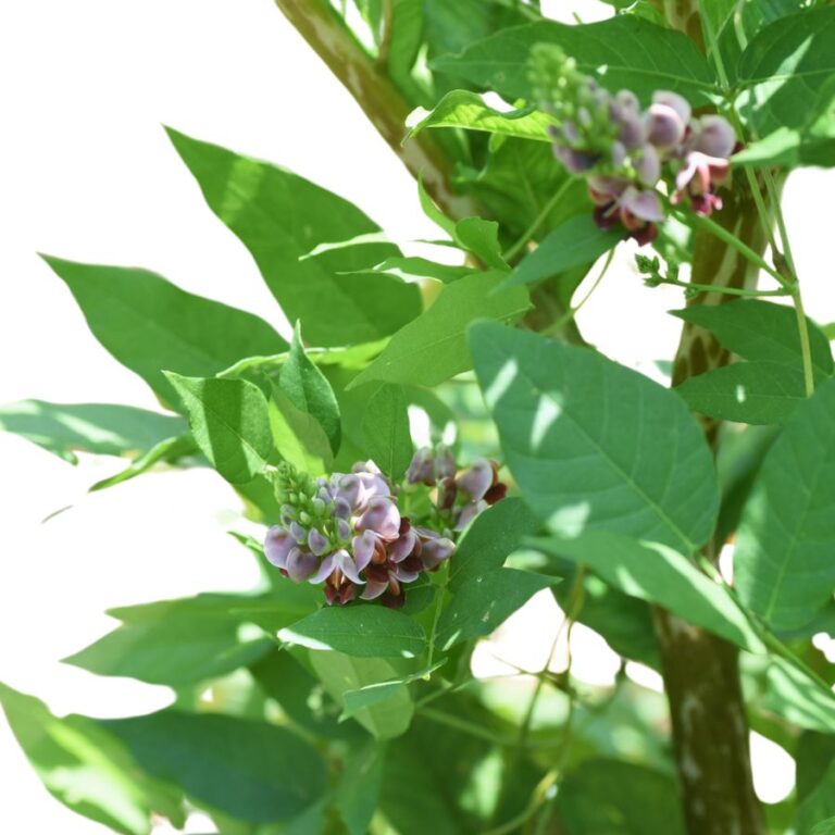 57 Awesome Edible Plants You Can Forage in Michigan in 2025