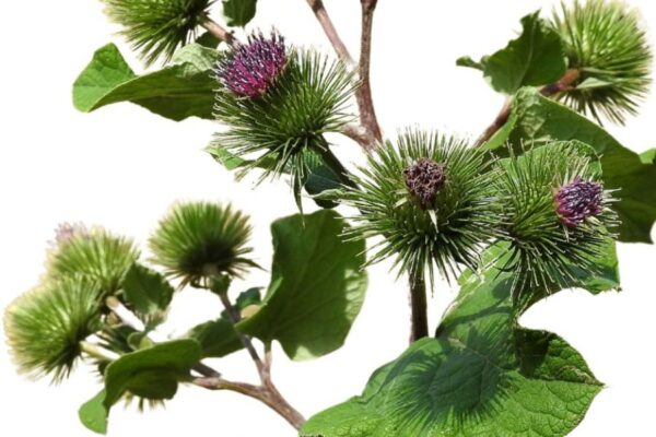 19 Must-Try Valuable Forageables to Find in Massachusetts