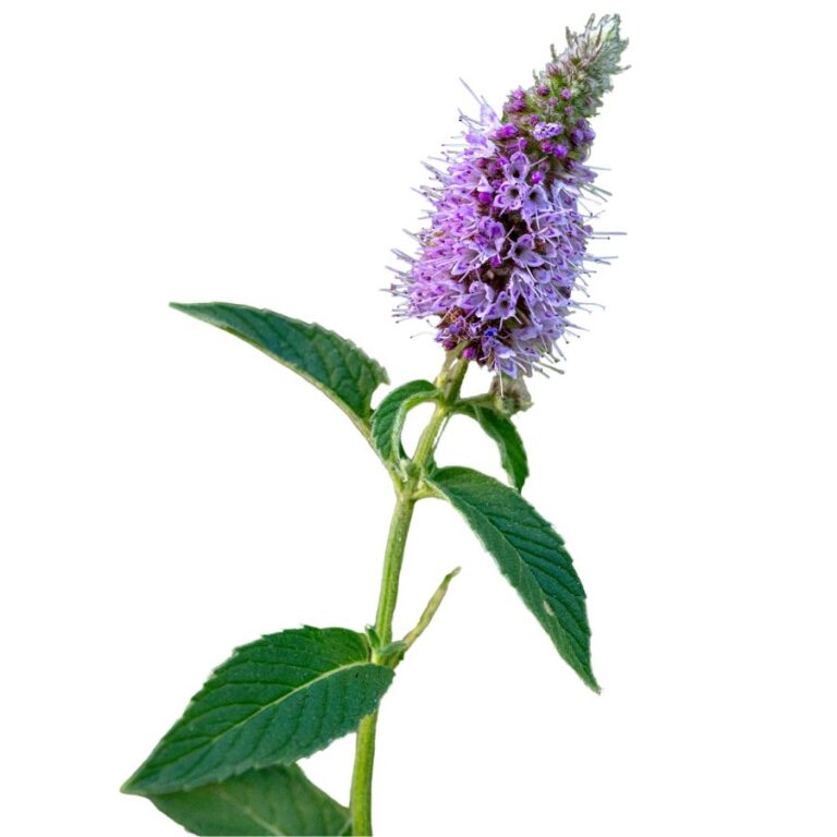 57 Awesome Edible Plants You Can Forage in Michigan in 2025