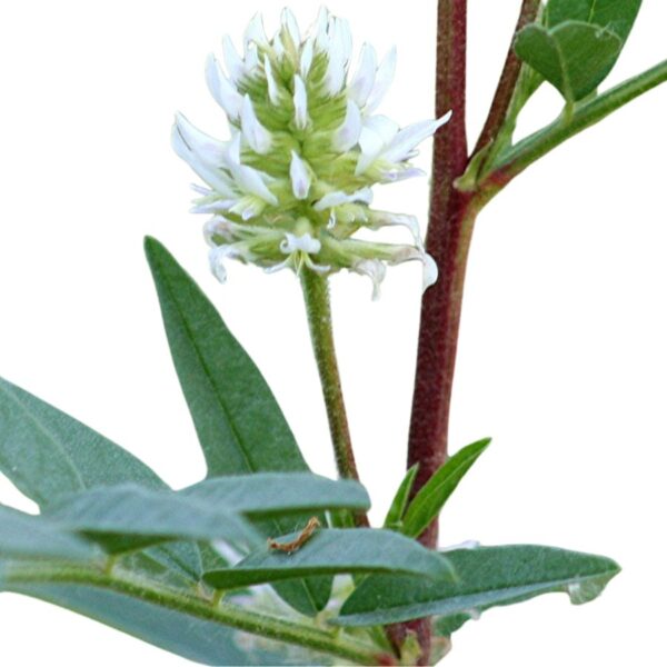 Licorice Scented Bulb