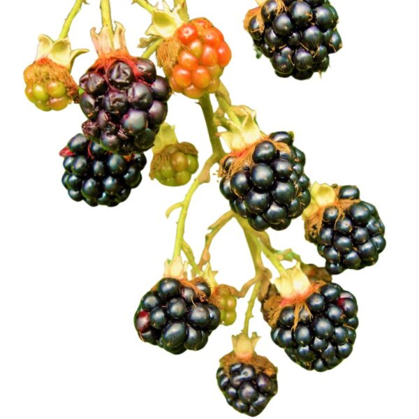 49 Astounding Edible Plants to Forage in Louisiana in 2025