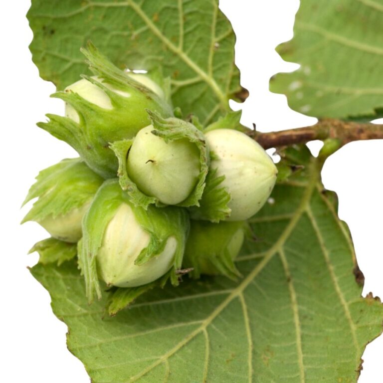 Top 17 Valuable Forageables You Can Find in Kentucky in 2025