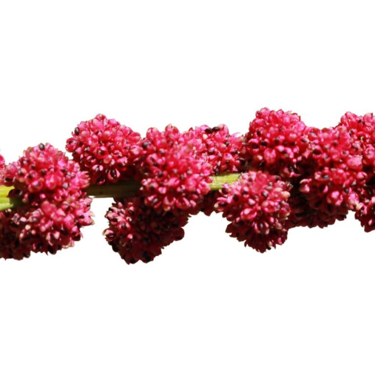 37 Amazing Edible Plants You Can Forage in Kentucky