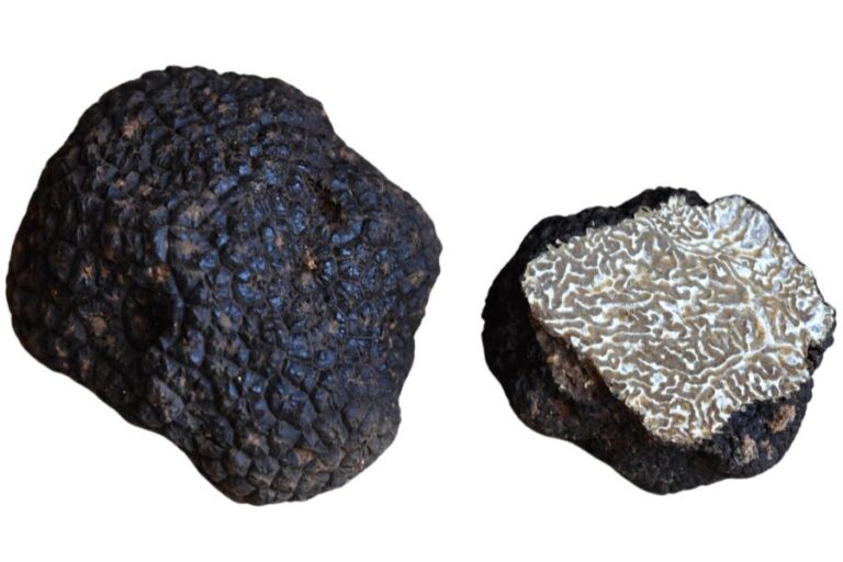 The 48 Most Reliable Places To Find Truffles In Utah In 2025