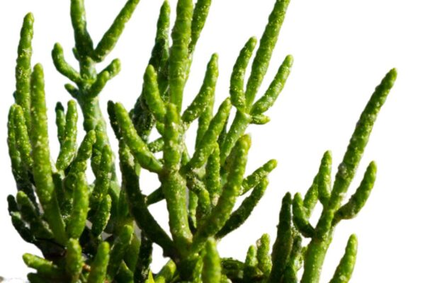 Top 18 Valuable Forageables to Find in Rhode Island in 2025