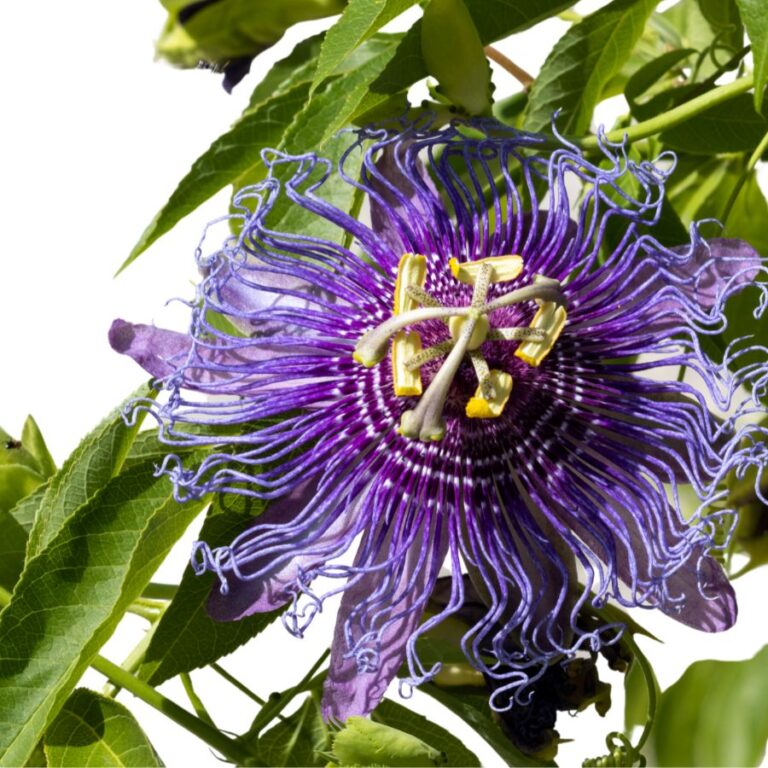 The 15 Most Valuable Forageables to Find in Arkansas in 2025