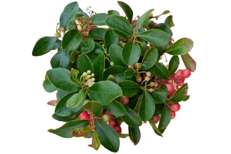 56 Top-Shelf Edible Plants You Can Forage in Maine in 2026